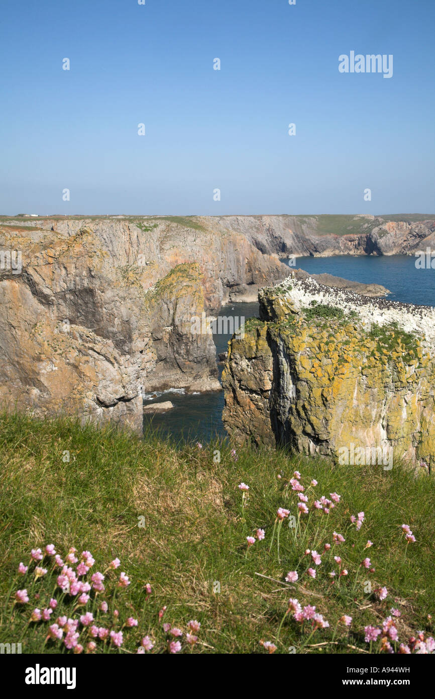 Cliff top thrift Stack Rocks, Castlemartin St Govan's Head ...