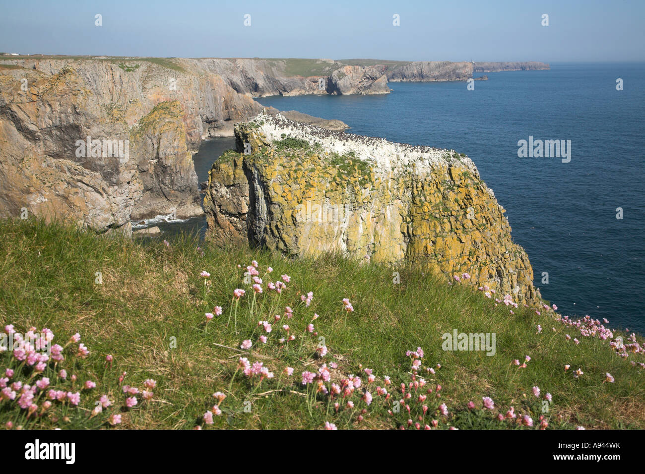 Cliff top thrift Stack Rocks, Castlemartin St Govan's Head ...