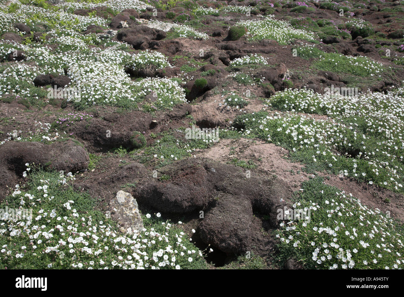 Pembrokeshire skomer manx shearwater hi-res stock photography and ...