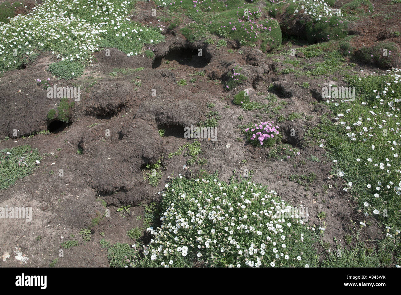 Puffin and manx Shearwater burrows Skomer Island, Pembrokeshire coast ...