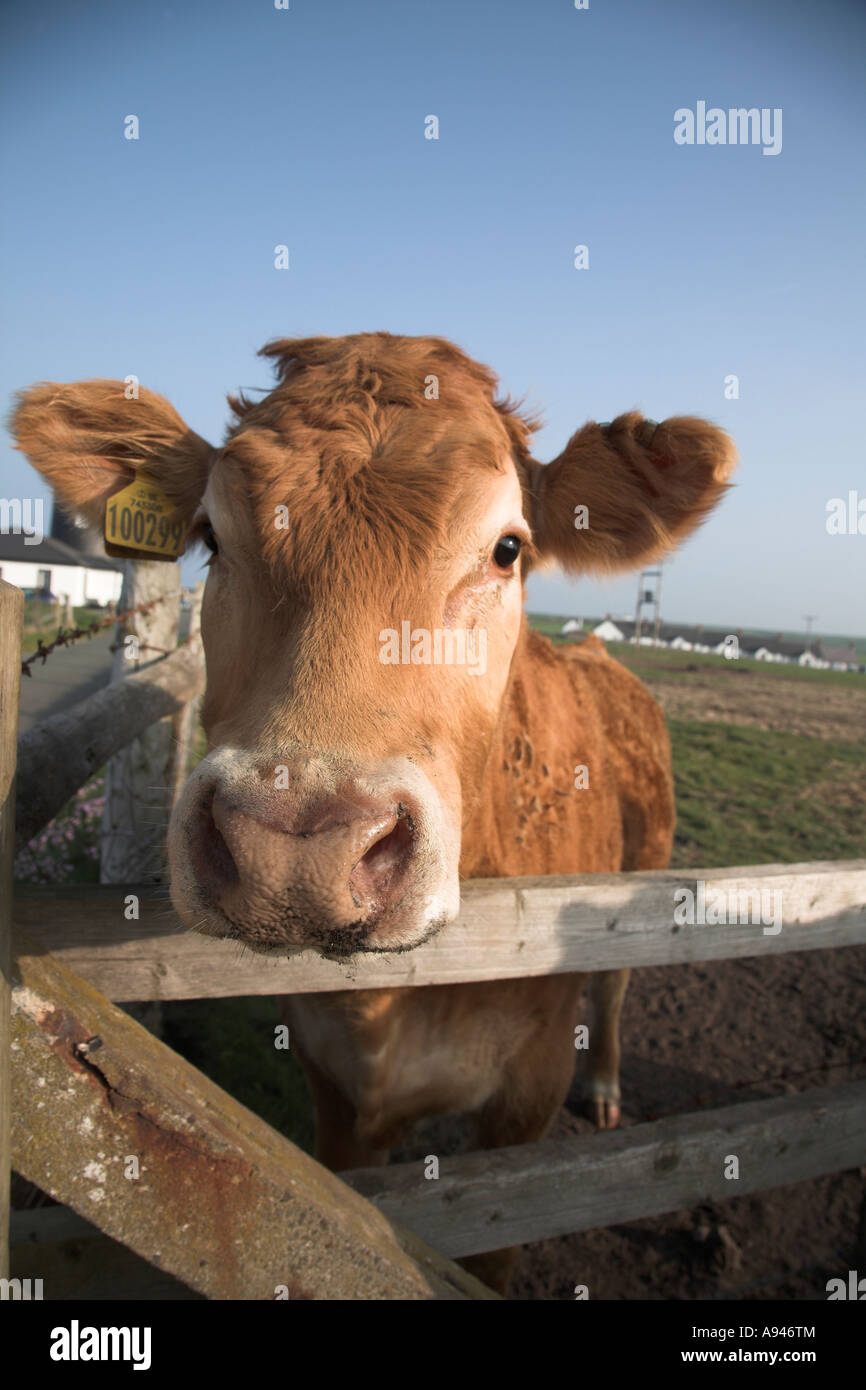 Cow face close up hi-res stock photography and images - Alamy