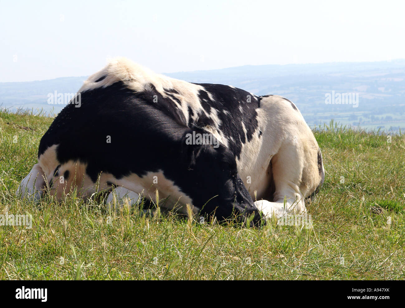 Cow sleeping hi-res stock photography and images - Alamy