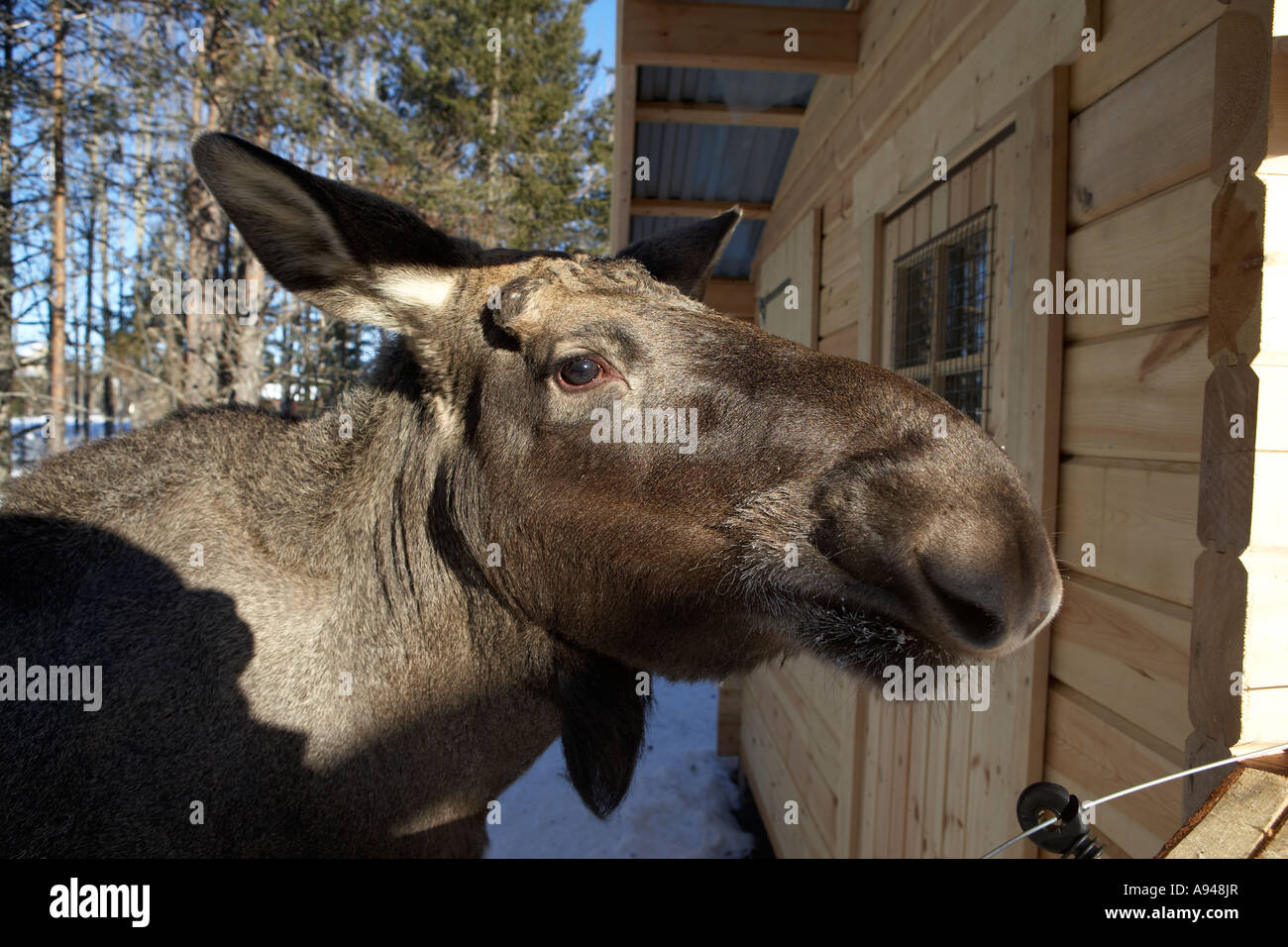 Smiling moose hi-res stock photography and images - Alamy