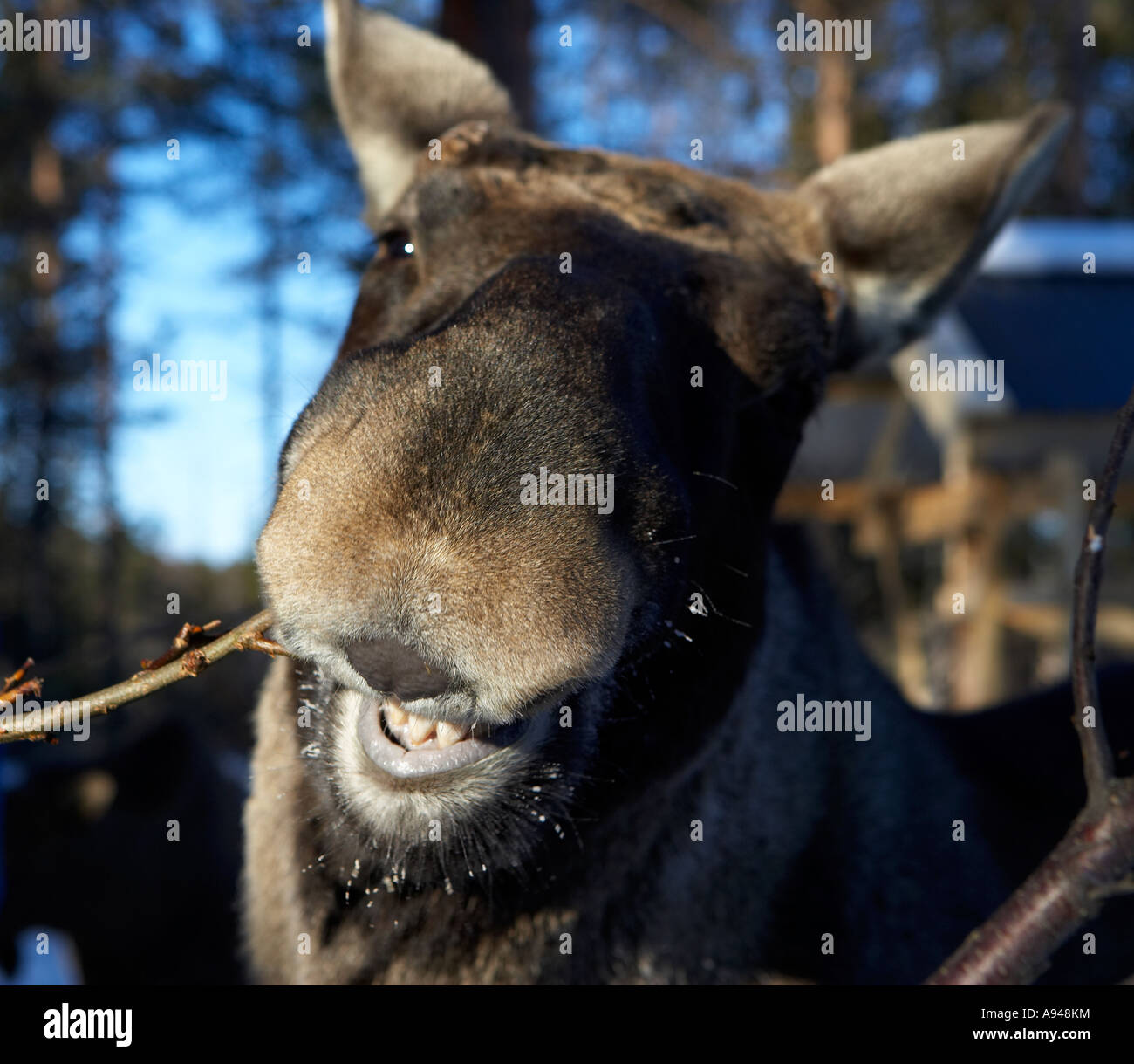 Moose Smile Stock Photos & Moose Smile Stock Images - Alamy
