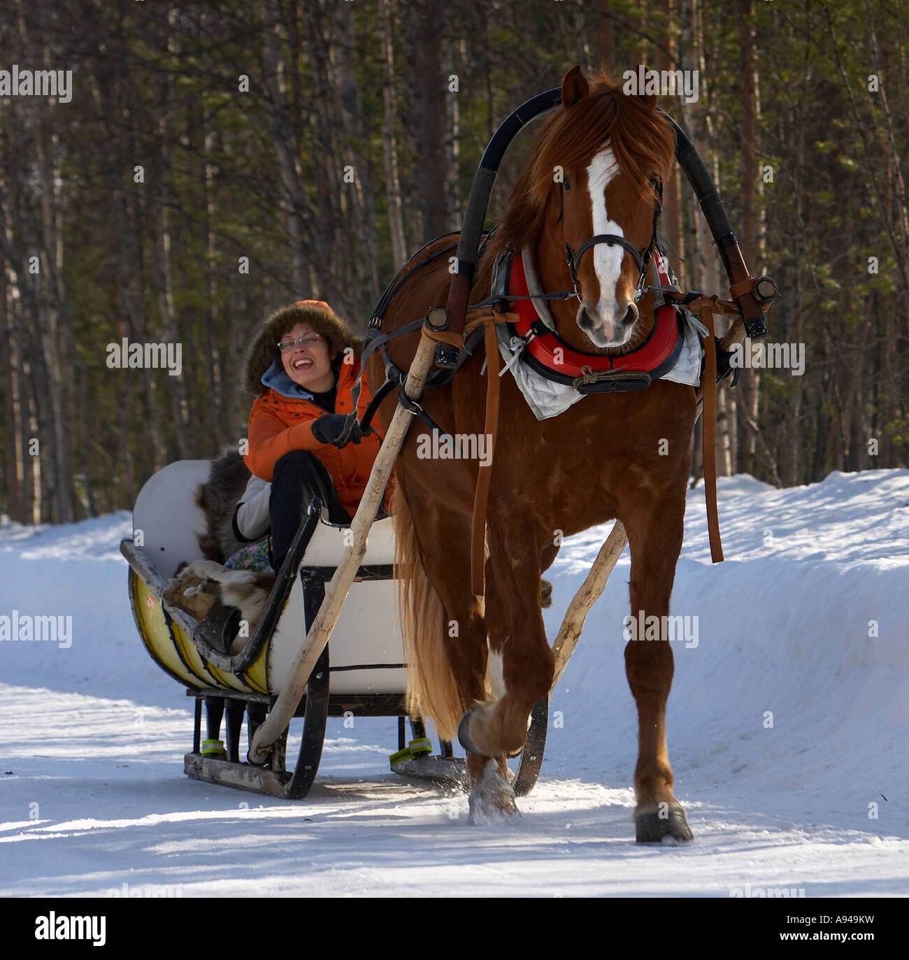 Tourist on Horse Sled, Lapland, Yllas, Lapland, Finland Stock Photo - Alamy