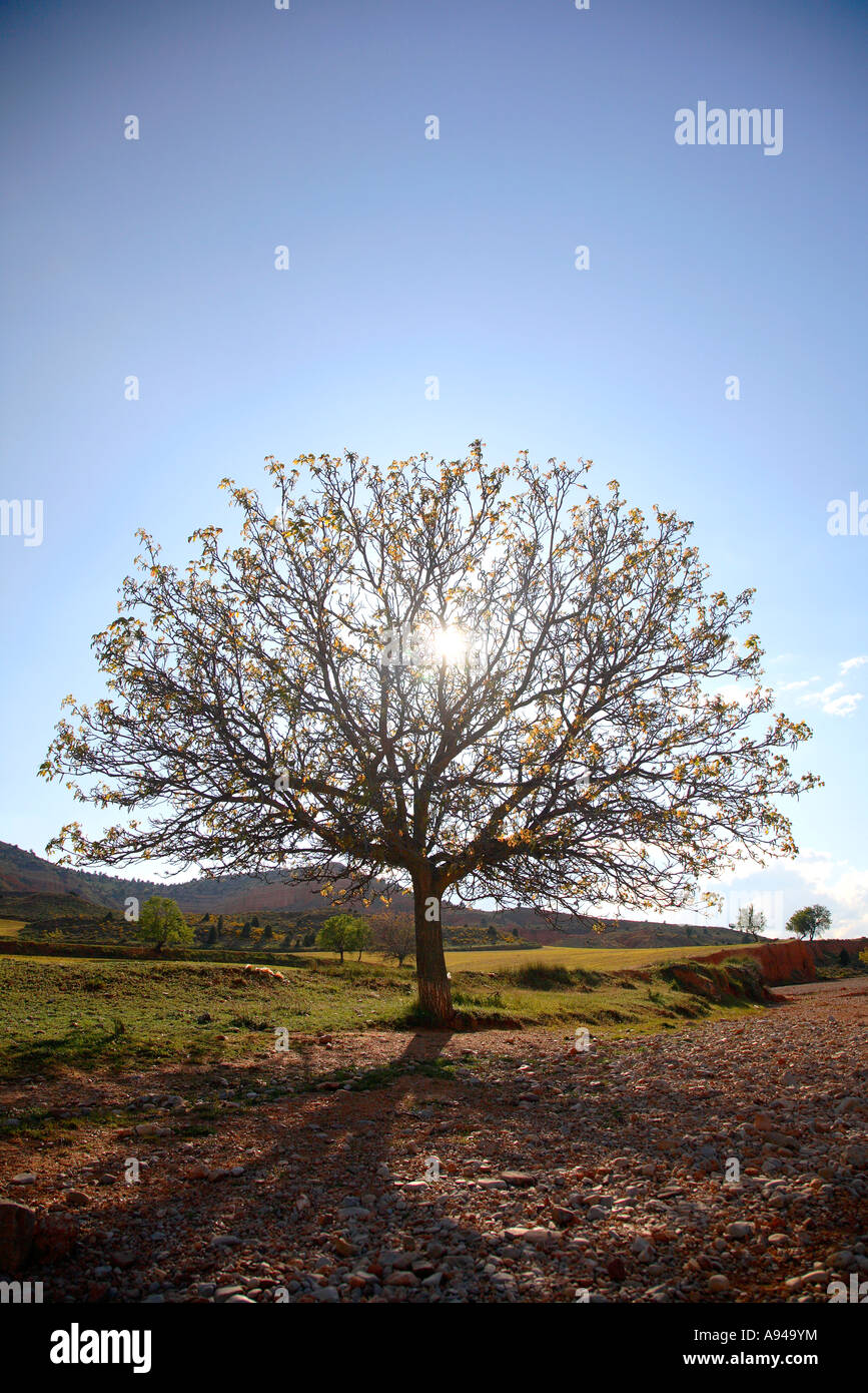 Trees in the Landscape of the provice of Aragon in Spain Mountains at ...