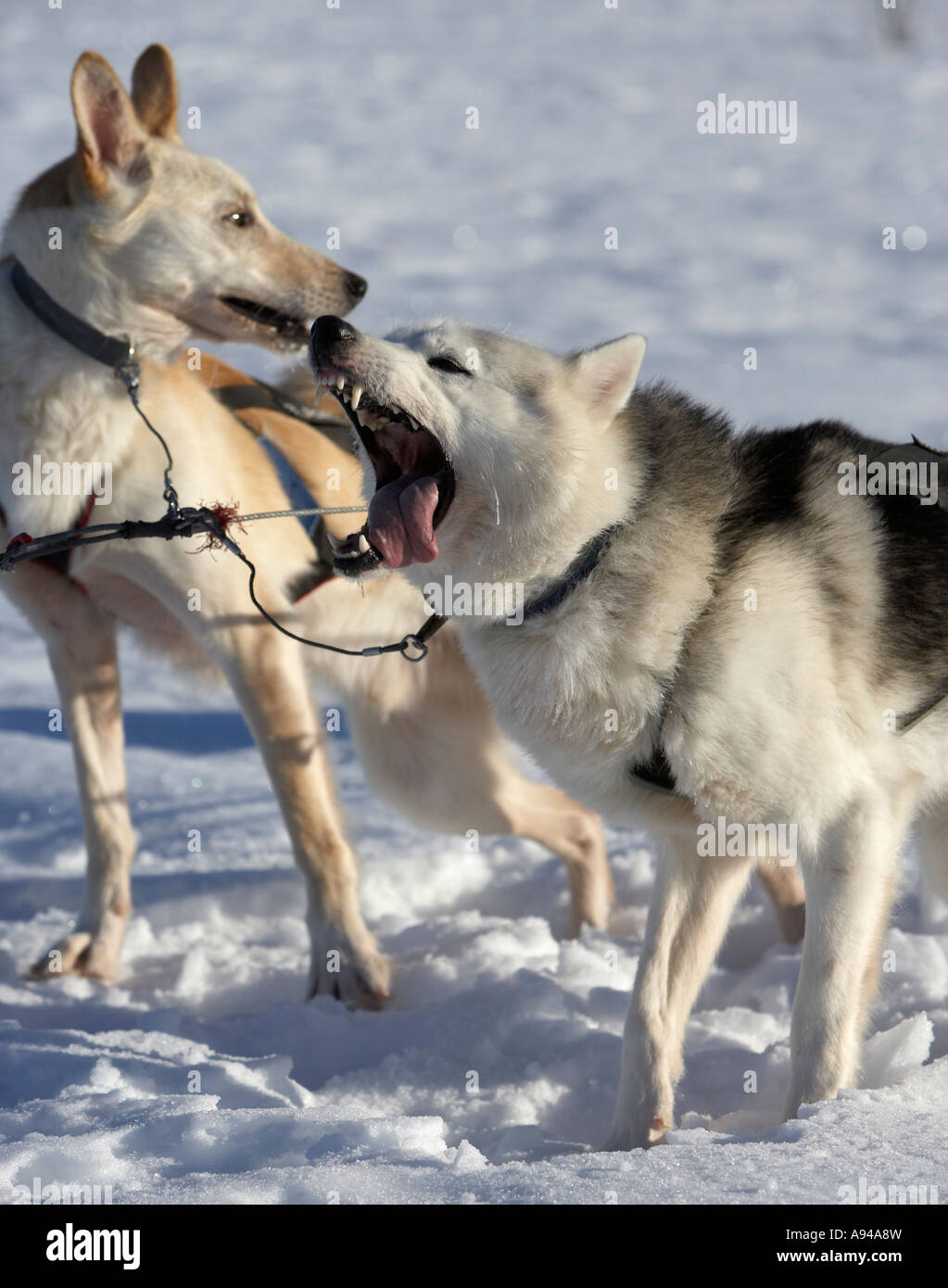 Husky working sled dogs playing, Lainio, Lapland, Sweden Stock Photo ...