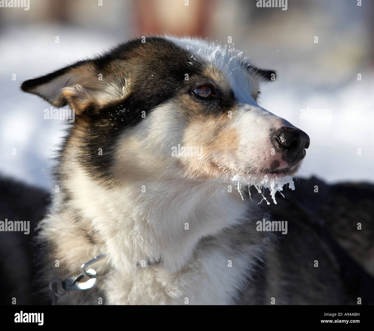 Husky working sled dog with ice beard, Lainio, Lapland, Sweden Stock ...