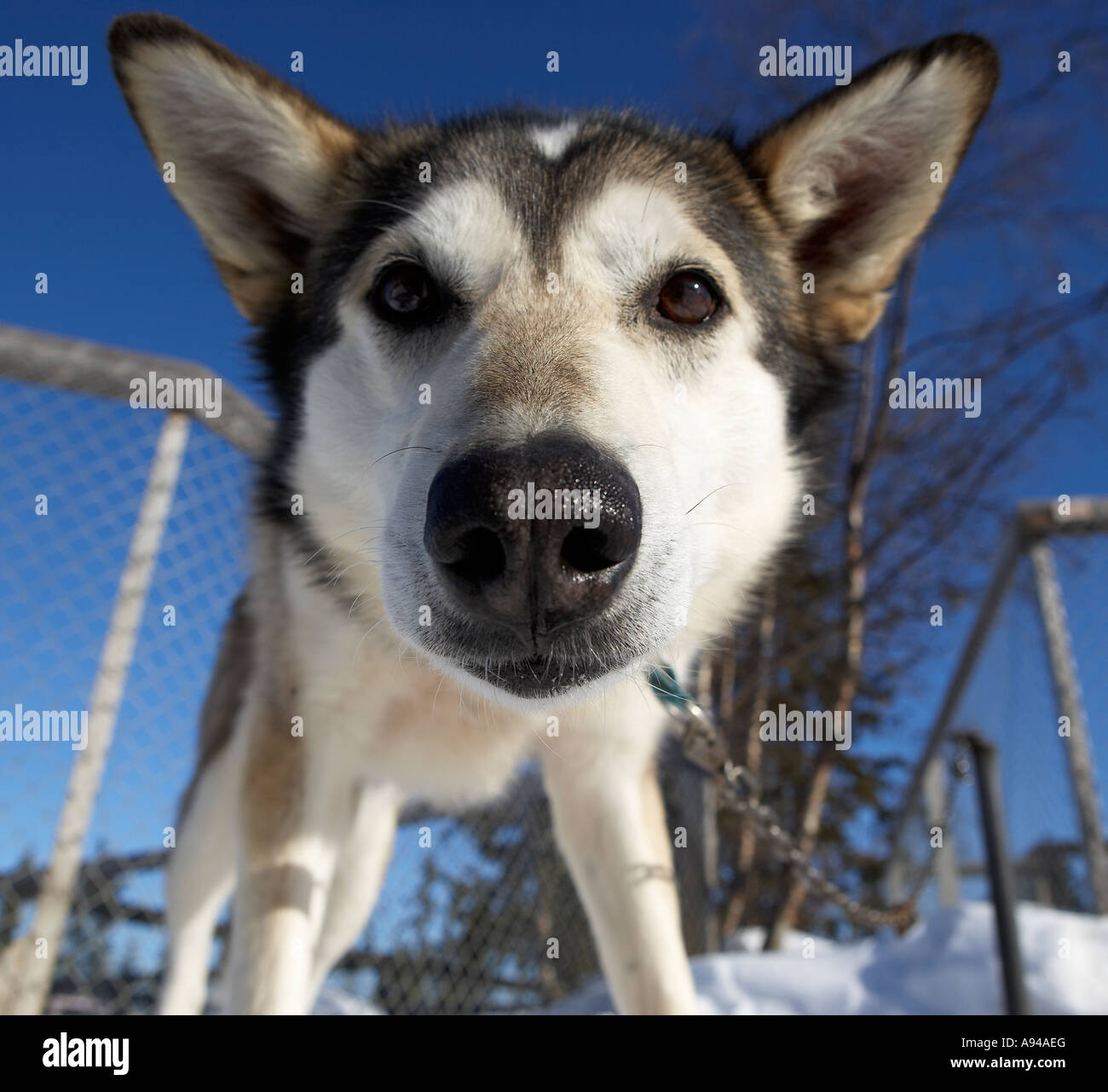 Husky working sled dog in Kiruna, Lapland Sweden Stock Photo - Alamy