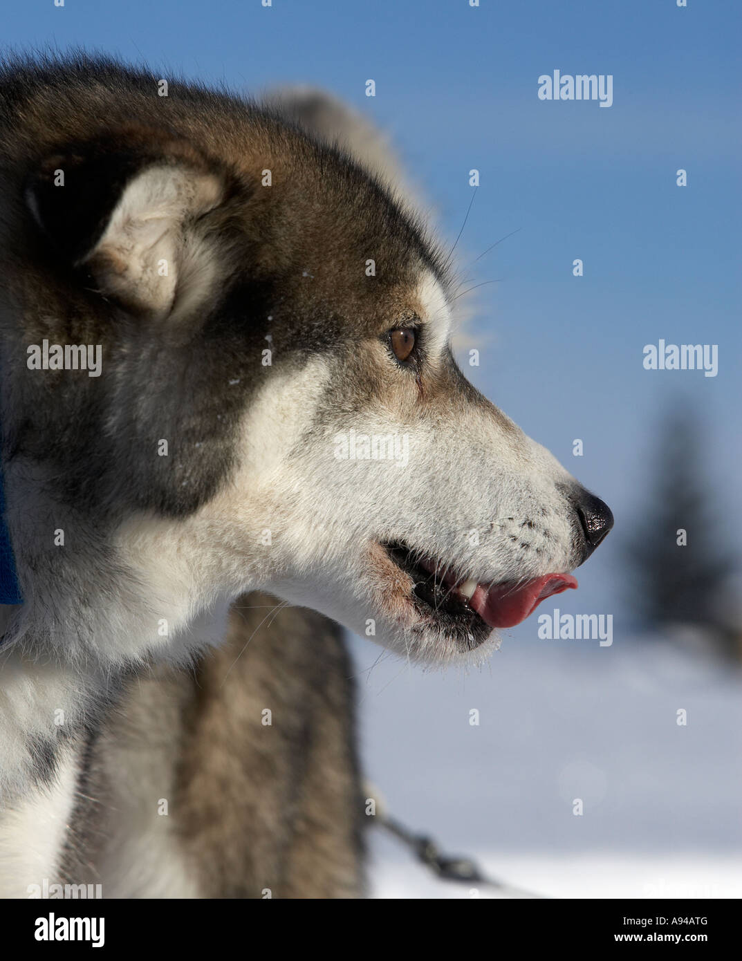 Husky working sled dog in Kiruna, Lapland Sweden Stock Photo - Alamy