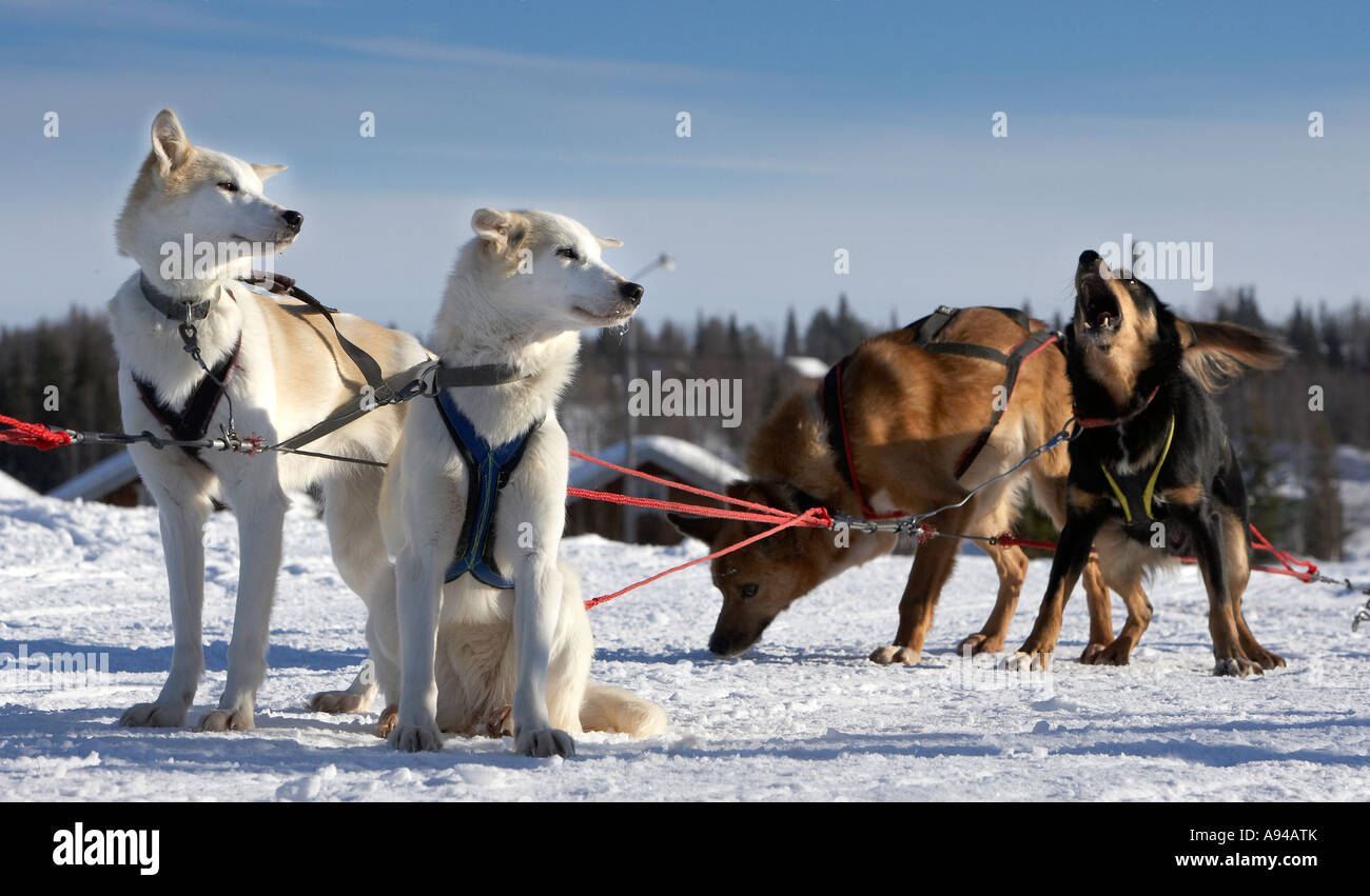 Huskies working sled dogs in Kiruna, Lapland Sweden Stock Photo - Alamy