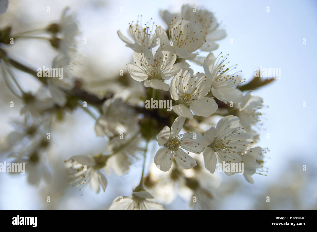 White flower, tree Stock Photo - Alamy