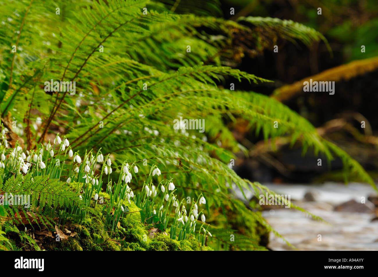 Snowdrop valley somerset hi-res stock photography and images - Alamy