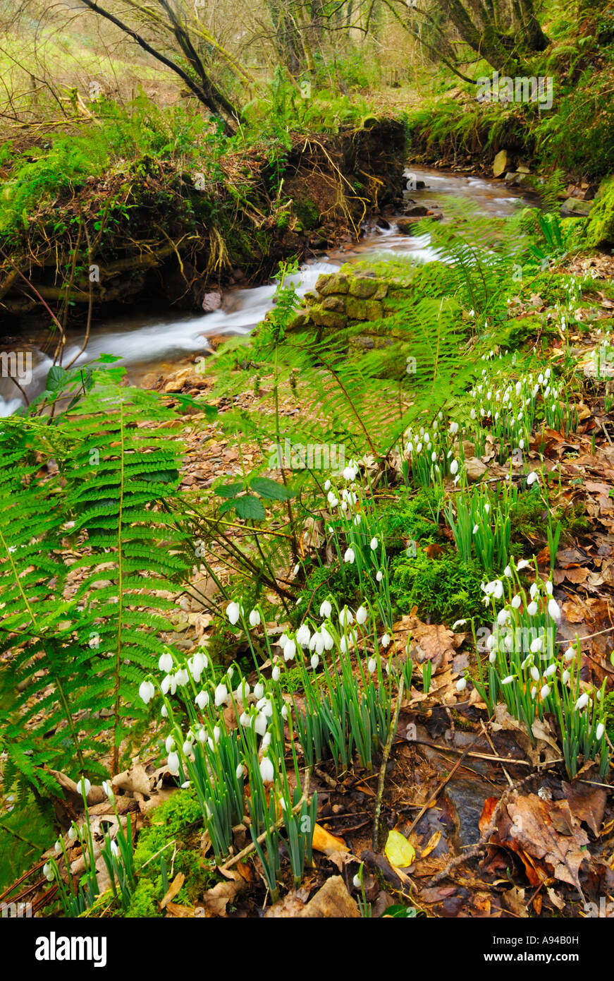 Avill valley hi-res stock photography and images - Alamy