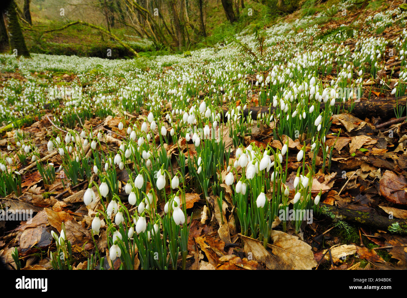 Wheddon cross snowdrops hi-res stock photography and images - Alamy