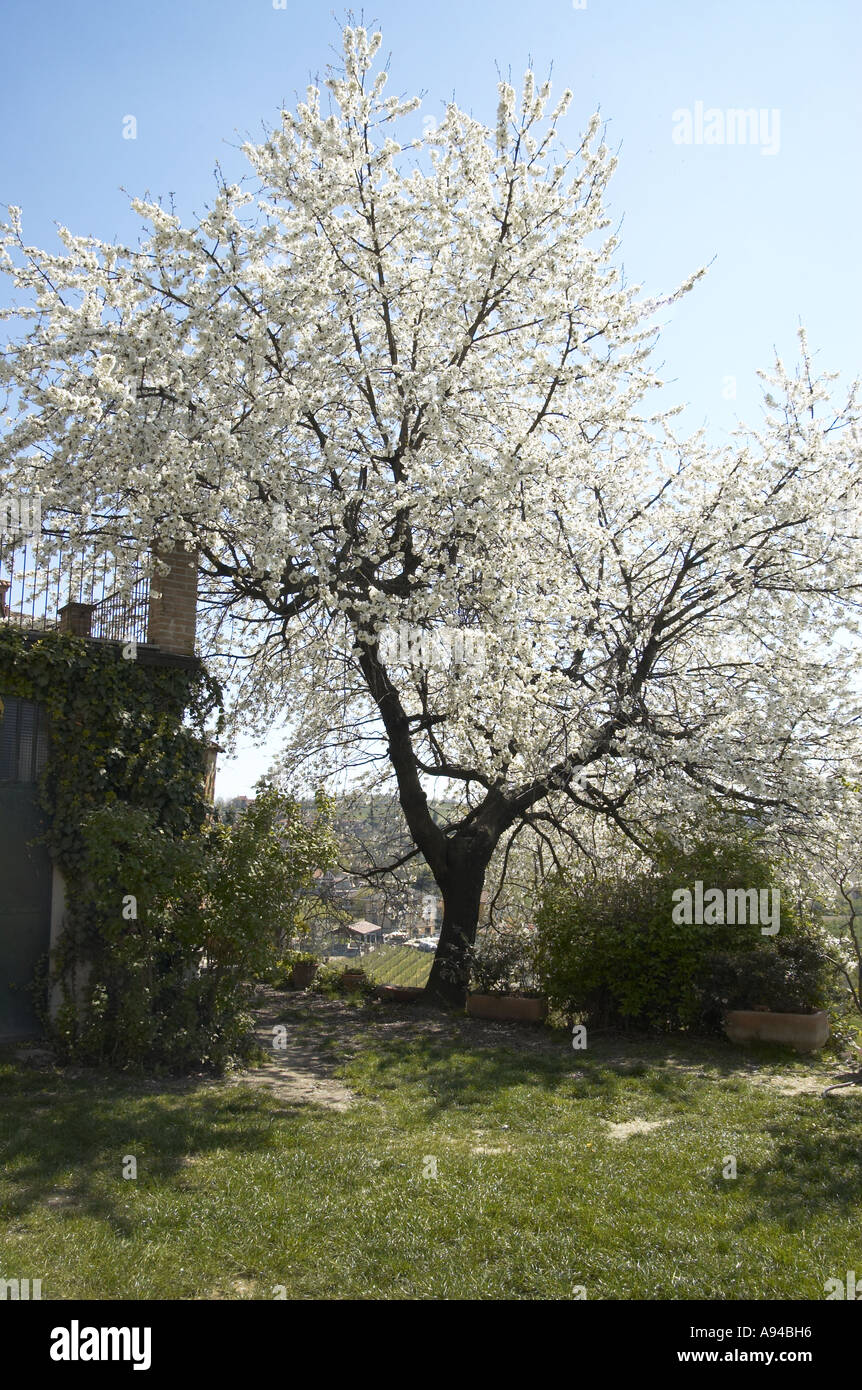 White flower, tree Stock Photo - Alamy