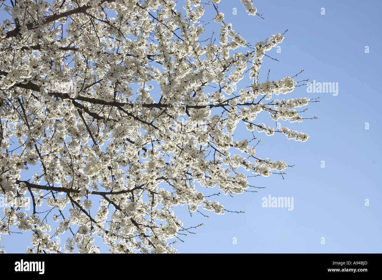 White flower, tree Stock Photo - Alamy