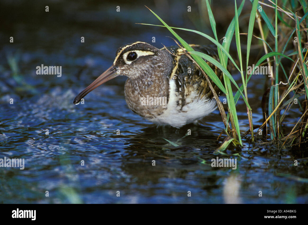 Painted Snipe crouched in shallow water Mpumalanga South Africa Stock ...