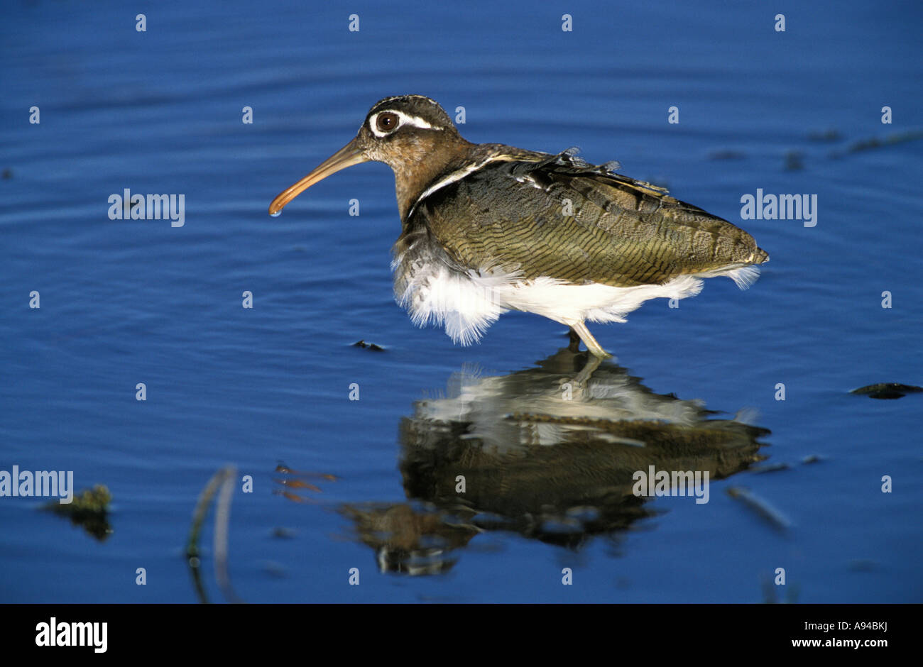 Painted Snipe wading in shallow water Northern Province South Africa ...