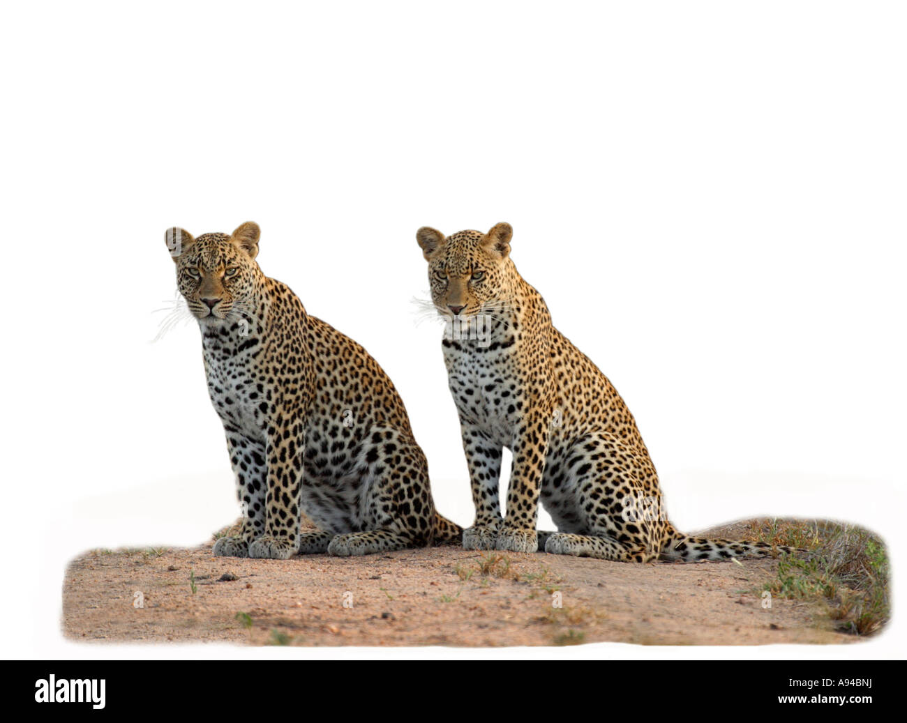 Leopard brothers hi-res stock photography and images - Alamy