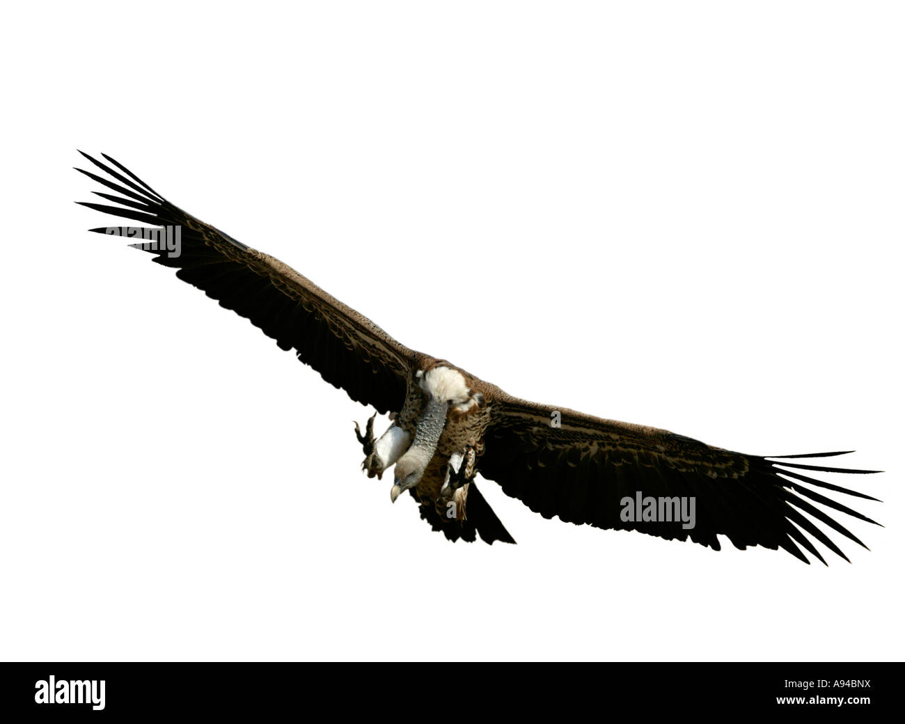 Ruppells vulture griffon coming in to land at a carcass on the ...