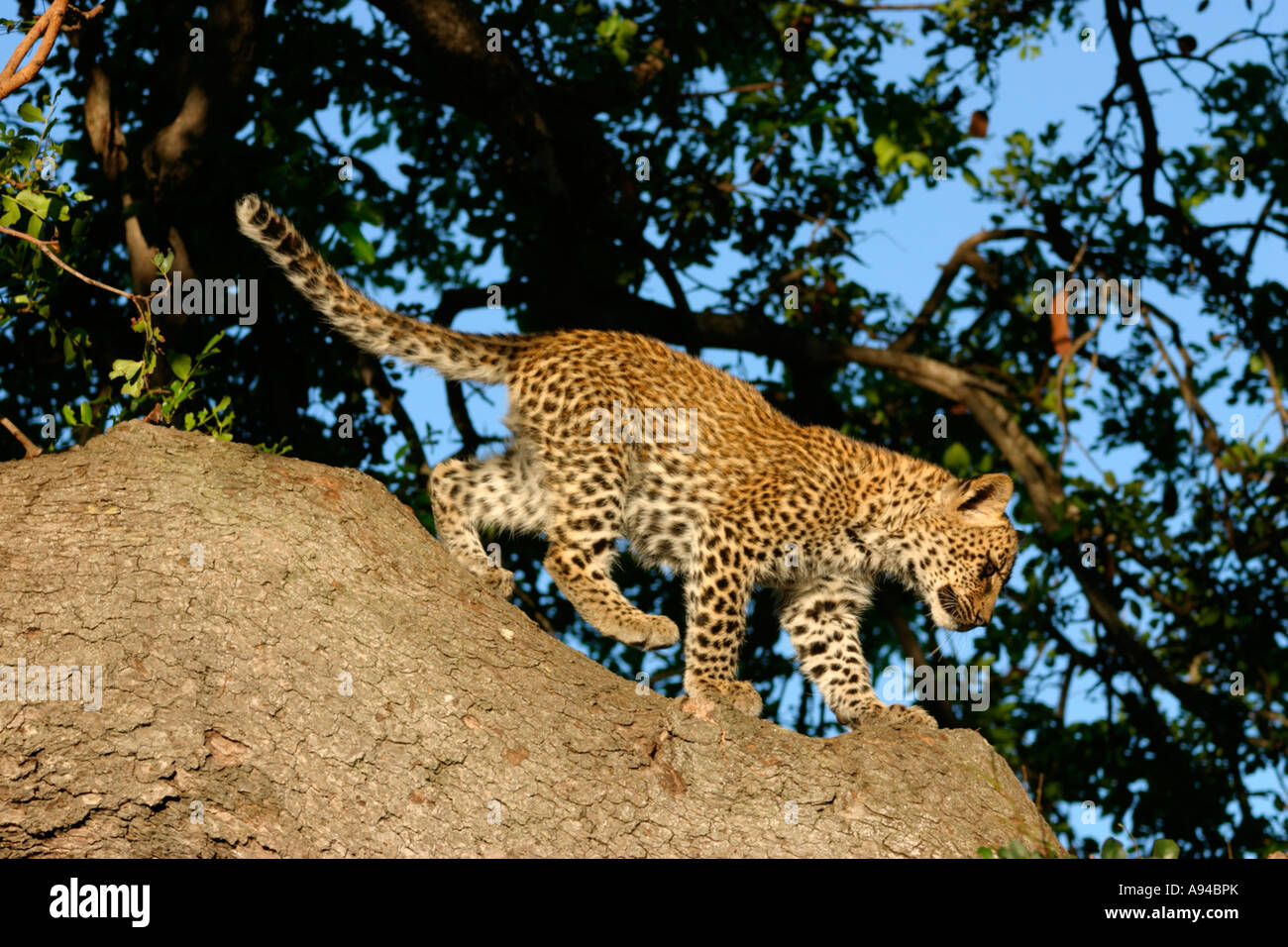 Leopard ngala game reserve hi-res stock photography and images - Alamy