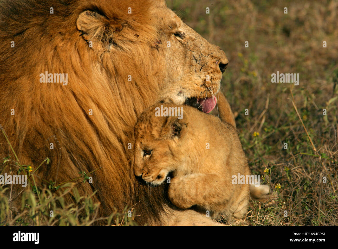 Father son lion male lion hi-res stock photography and images - Alamy