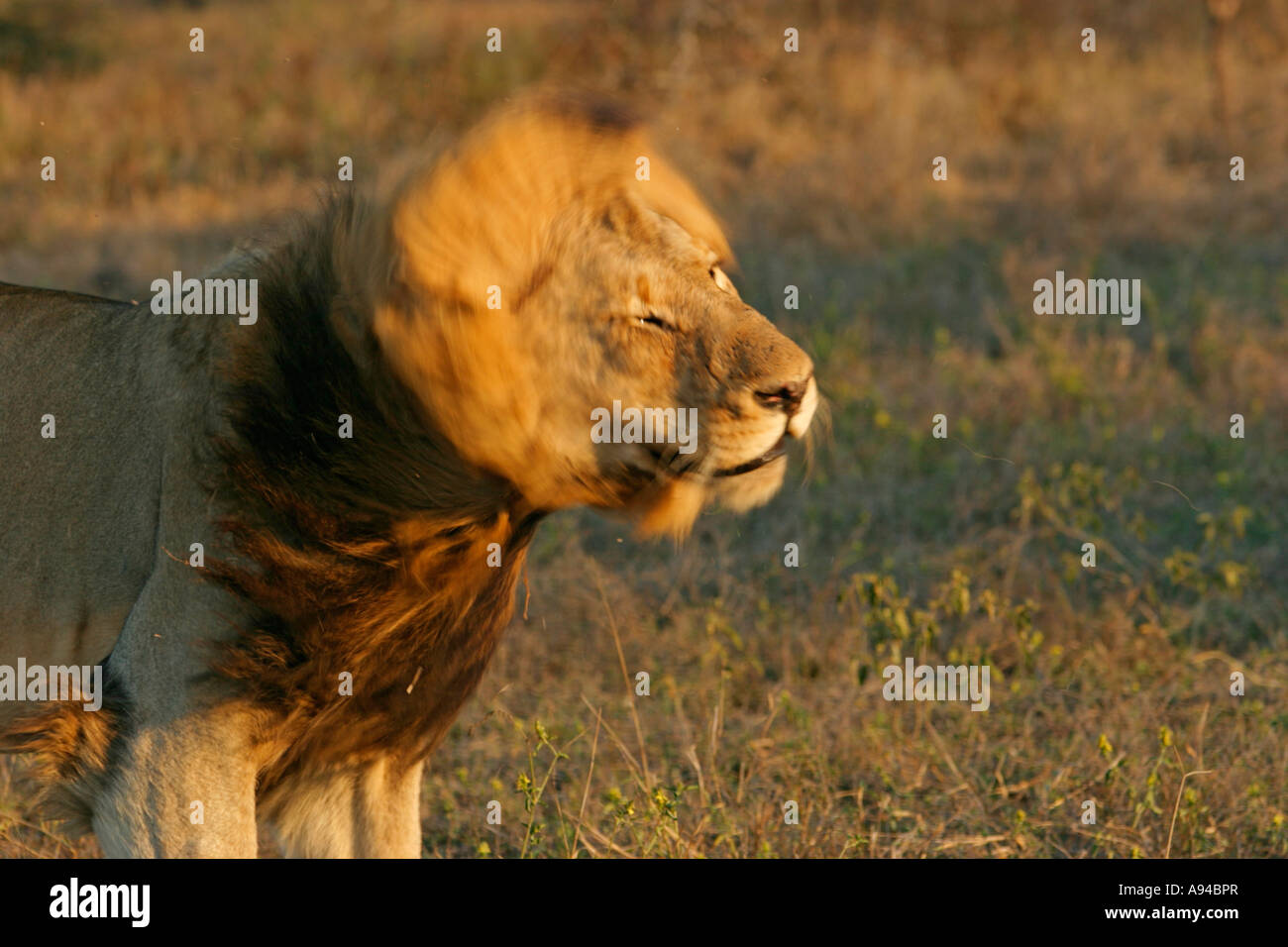 Male lion shaking its head Ngala Timbavati Game Reserve Limpopo ...