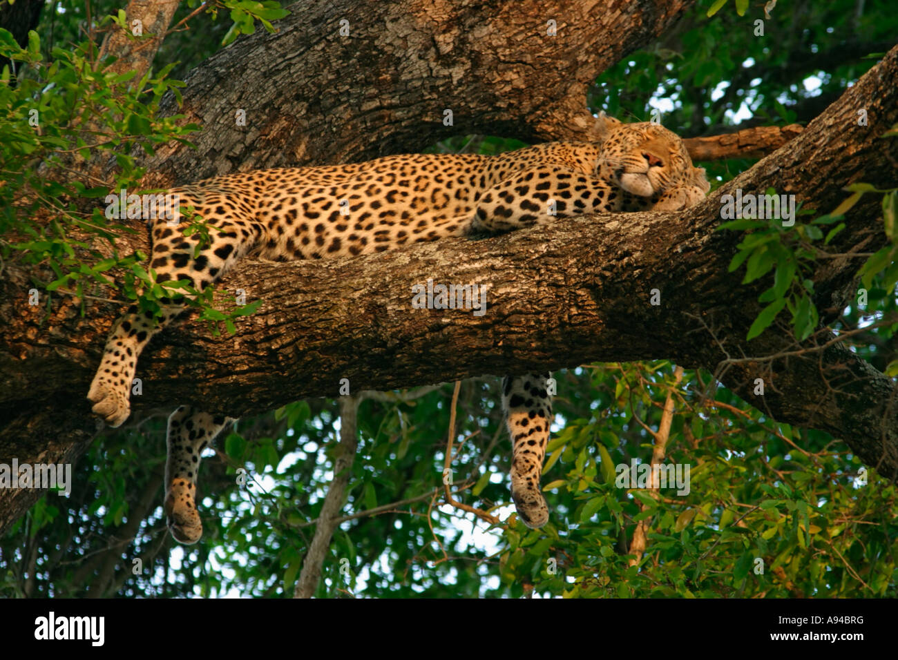 Leopard dreaming hi-res stock photography and images - Alamy