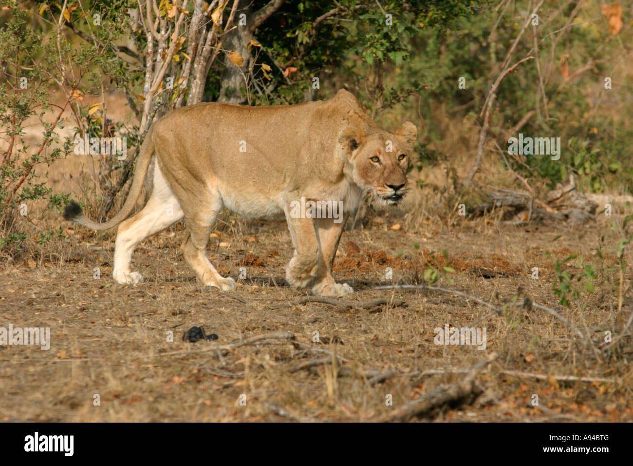 Sub adult male lion stalking across open ground Ngala Timbavati Game ...