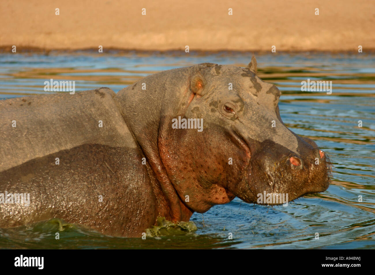Hippopotamus portrait Singita Sabi Sand Game Reserve Mpumalanga South ...