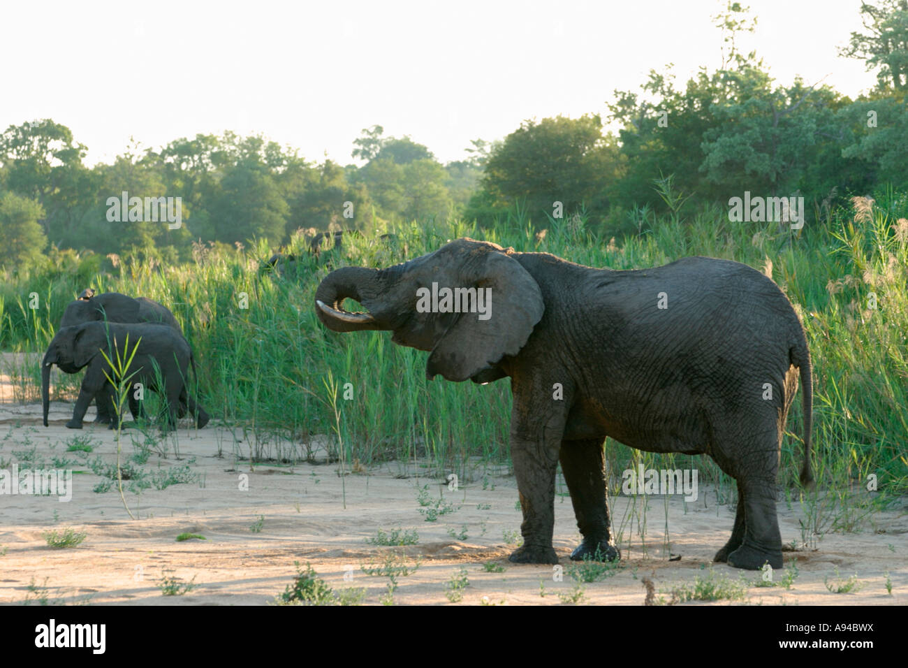 A breeding herd of elephant emerging from a reed bed Singita Sabi Sand ...