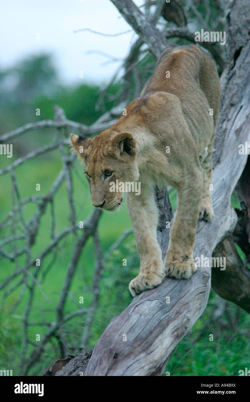 Skinny ribs hi-res stock photography and images - Alamy