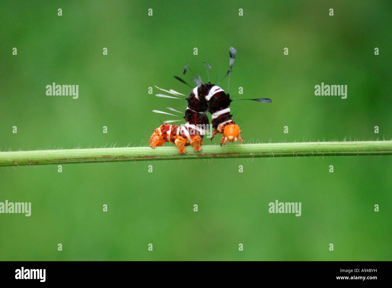 Dice moth hi-res stock photography and images - Alamy