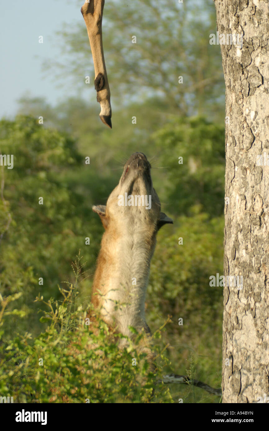 Spotted hyaena trying to reach up to an impala leg hanging from a ...