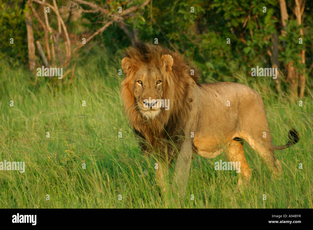 Lion and green hi-res stock photography and images - Alamy