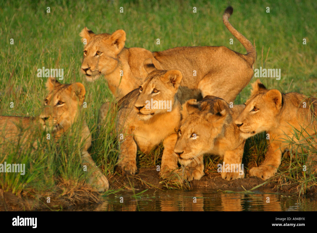 A group of sub adult lions drinking at a rain filled pan Singita Sabi ...