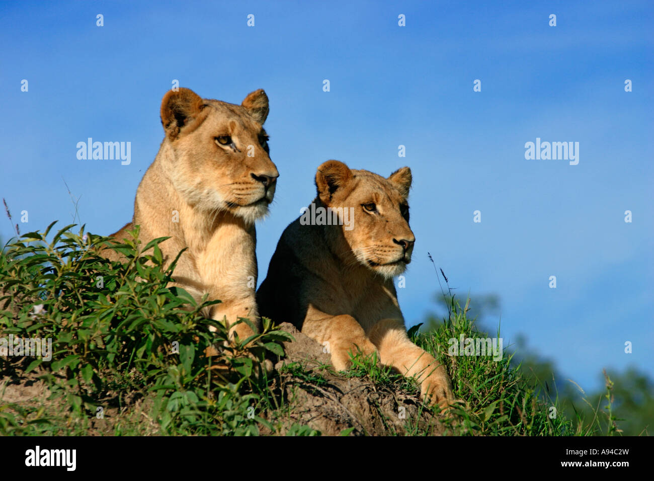 Two female lions sitting on top of an anthill looking intently at prey ...