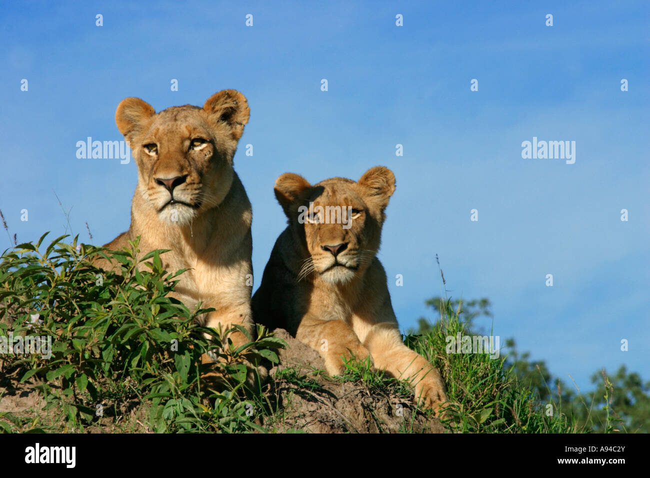 Two female lions sitting on top of an anthill looking intently at prey ...
