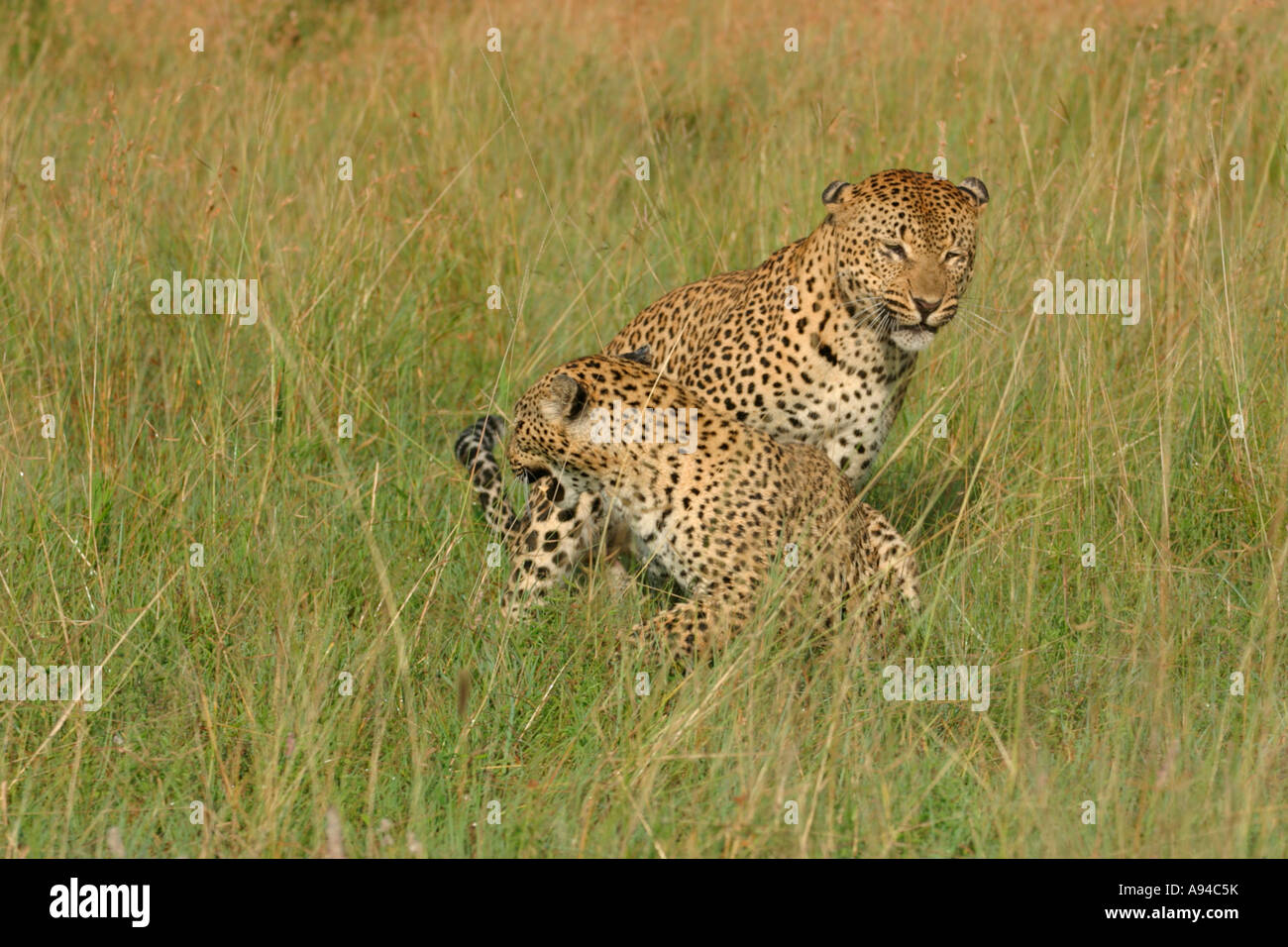 A mating pair of leopard snarling during mating Singita Sabi Sand Game ...
