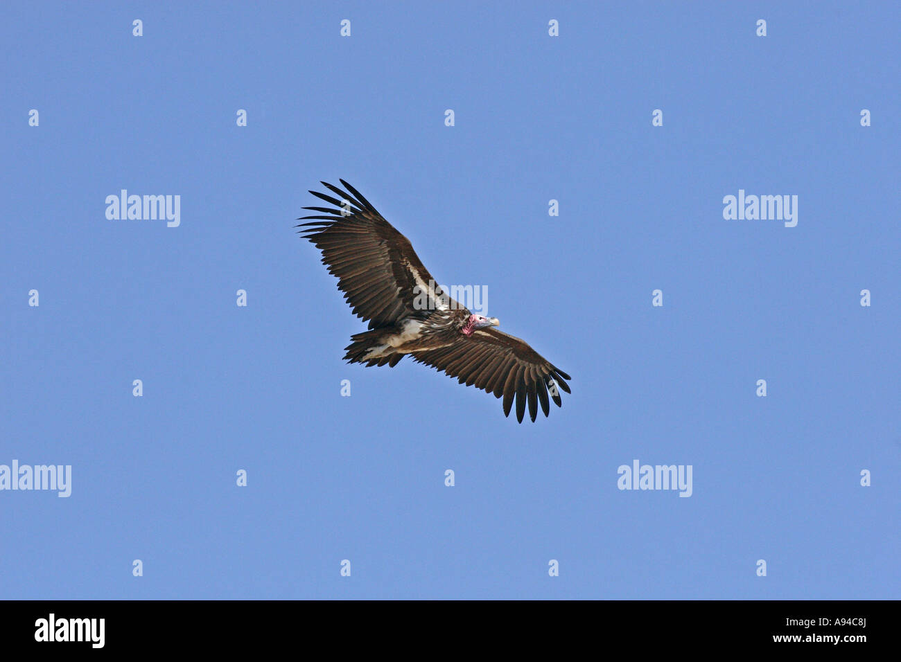 Lappet faced vulture in flight Khutse Game Reserve Botswana Stock Photo ...