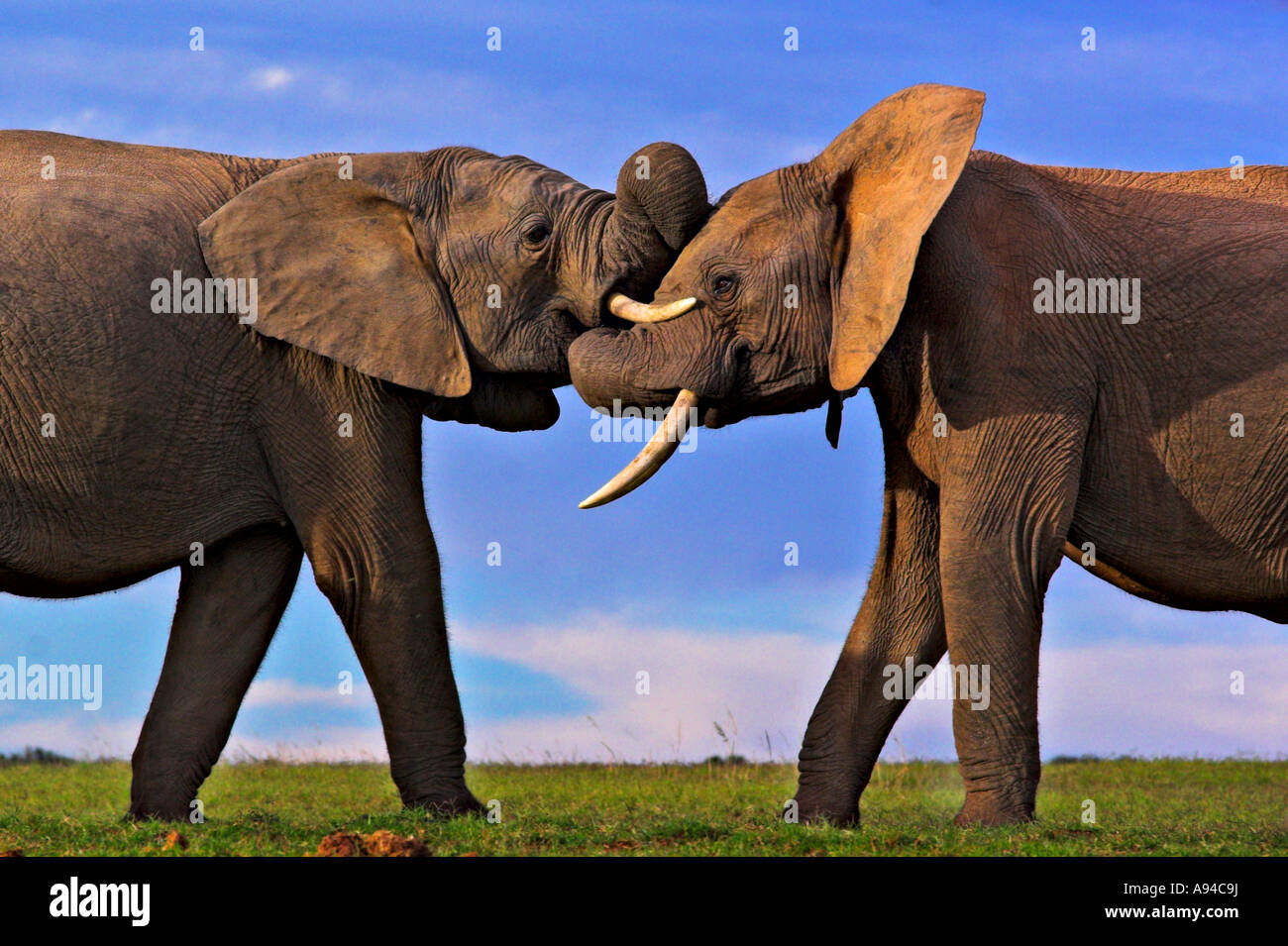 Two Elephants Play Fighting Addo Elephant Park Eastern Cape South ...