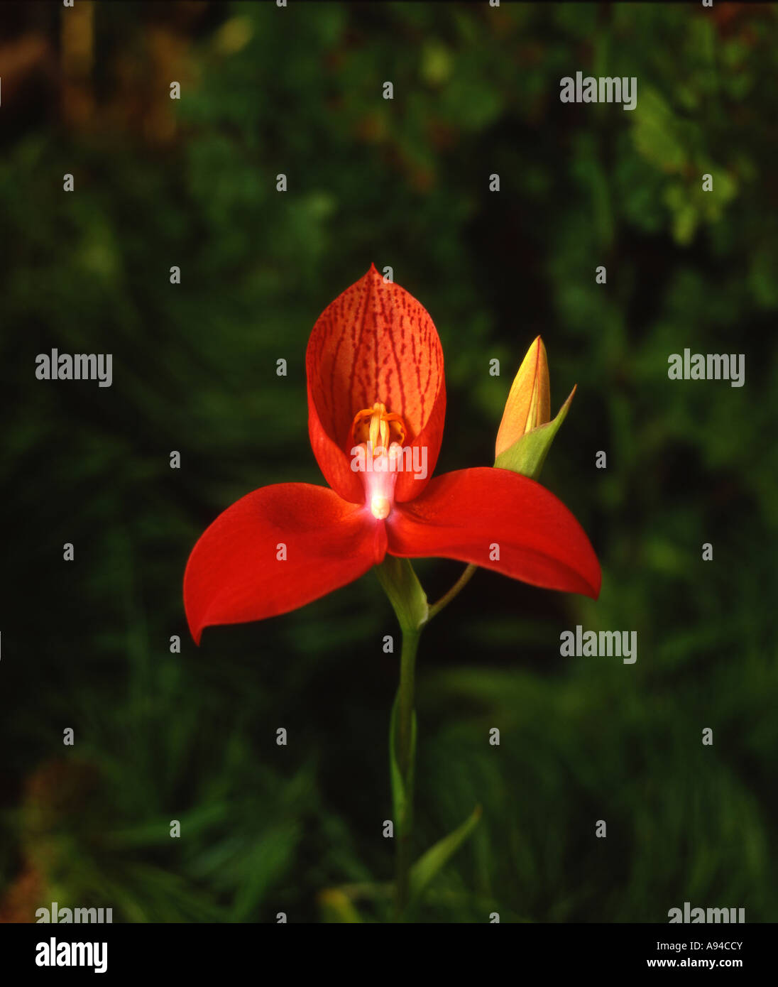 Disa Uniflora Pride of Table Mountain Cape Town Western Cape South ...