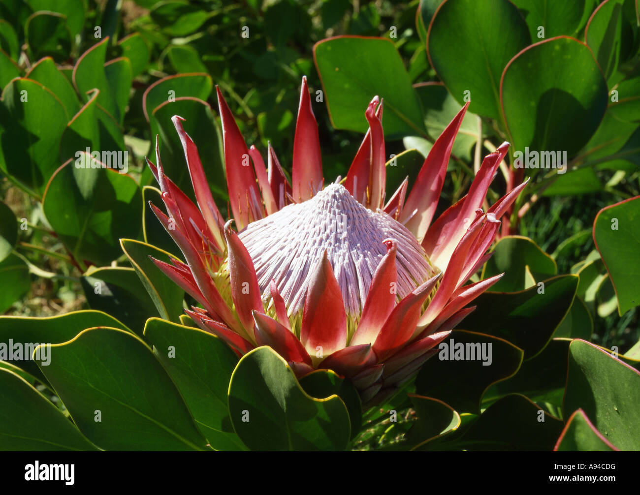 Protea Cynaroides King Protea Helderberg Nature Reserve Western Cape ...