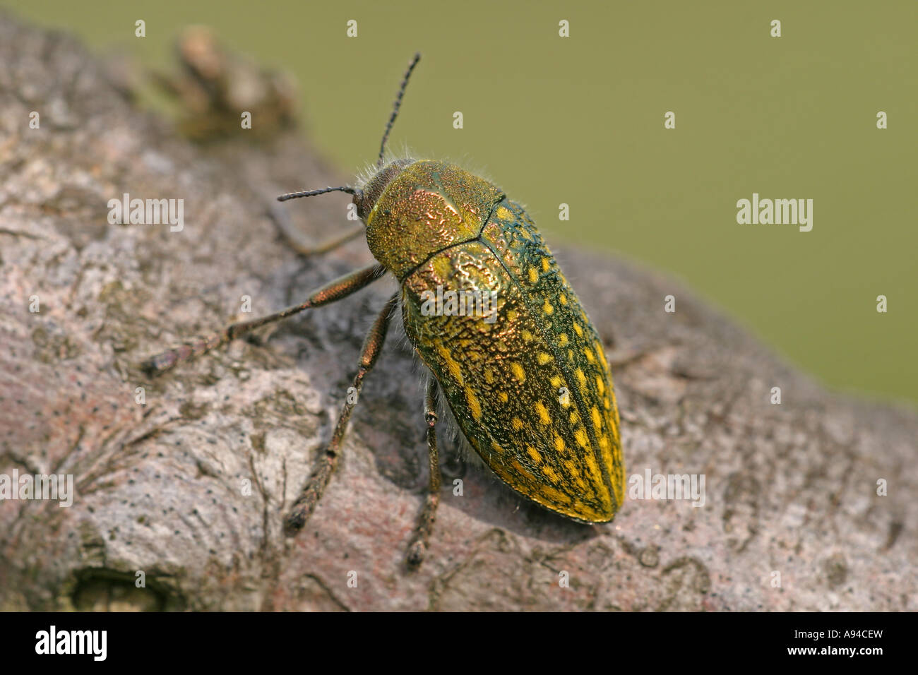 Julodis ehrenbergii, beetle, Melnik, Southern Bulgaria, Europe Stock ...