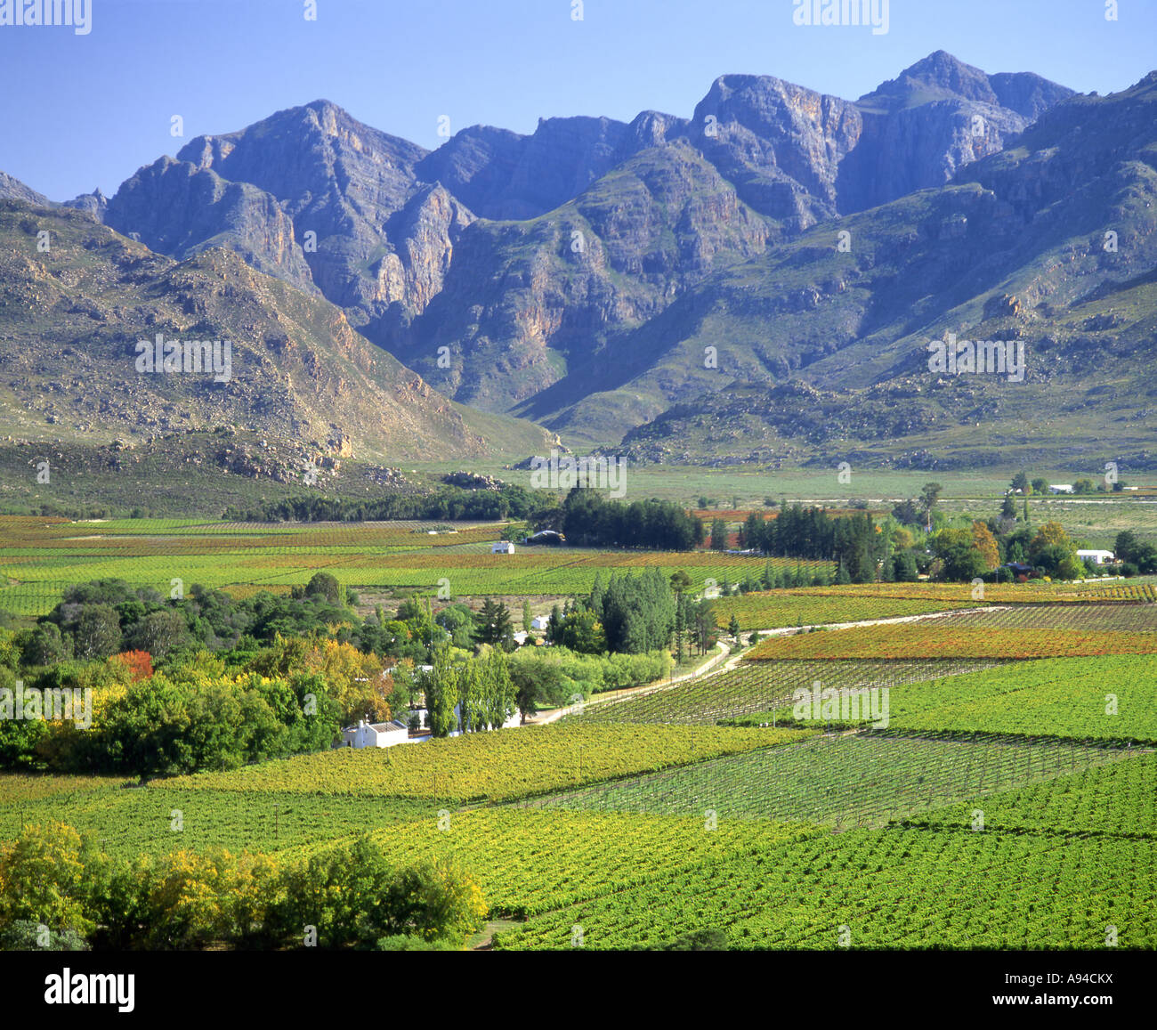 Vineyards in the Hex River Valley in Autumn Western Cape South Africa ...