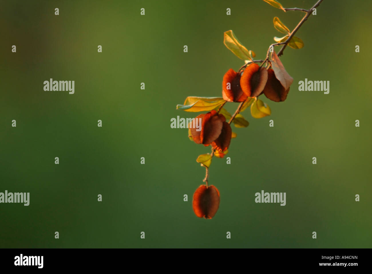 Combretum seeds hi-res stock photography and images - Alamy