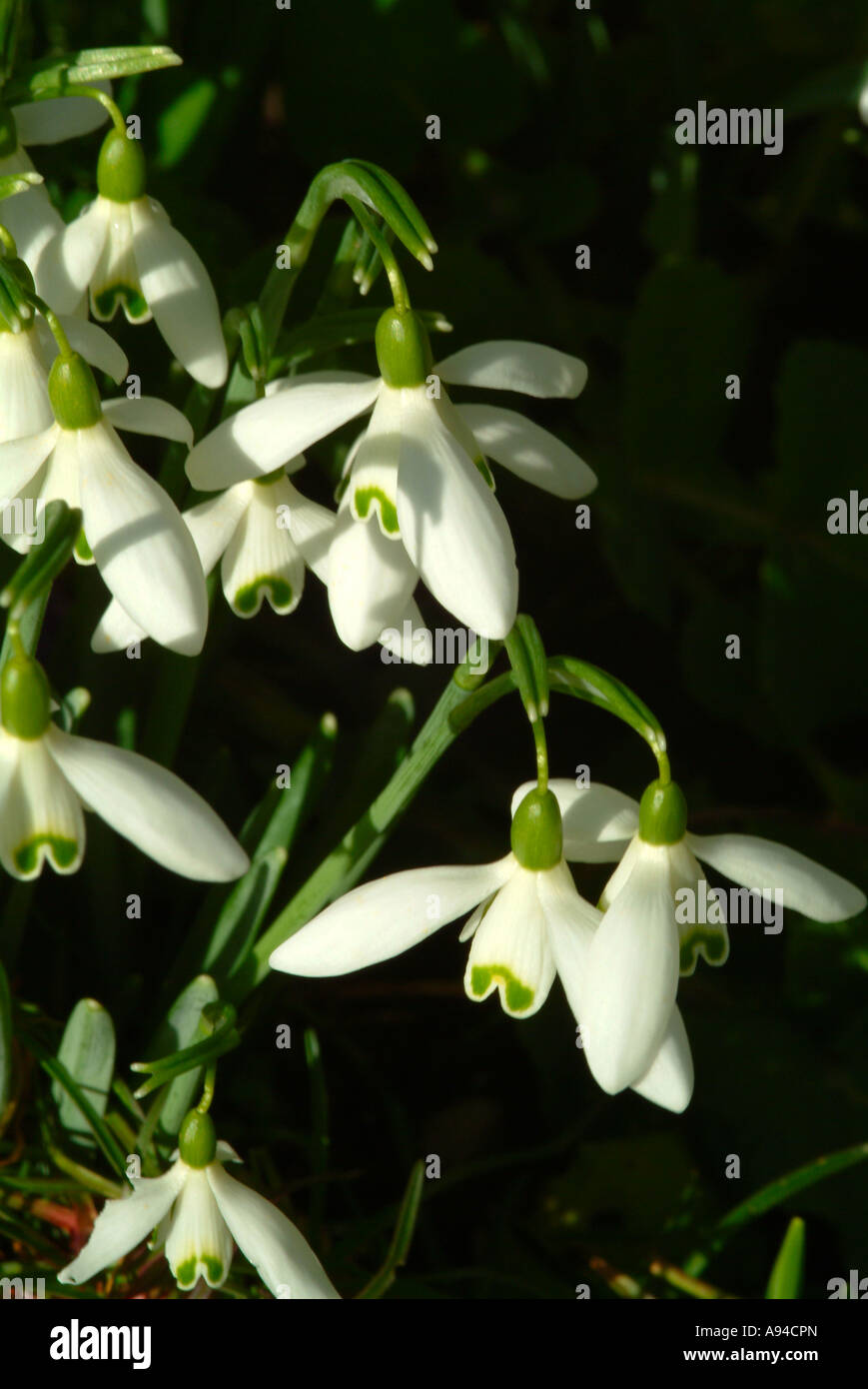 Snowdrops in Full Bloom in a Cheshire Garden Stock Photo - Alamy