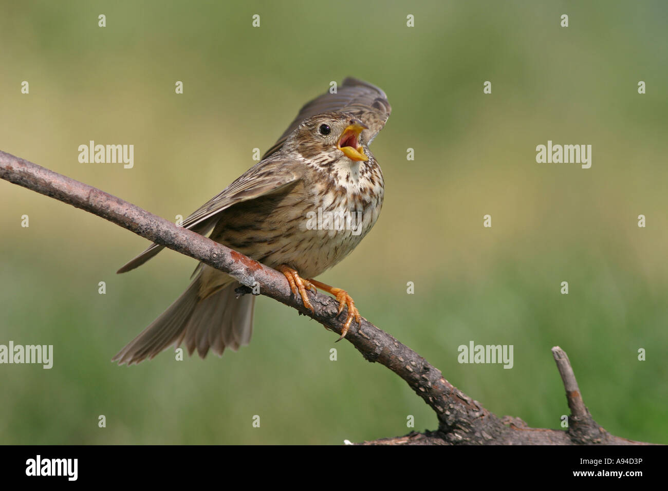 corn bunting singing Miliaria calandra Stock Photo - Alamy