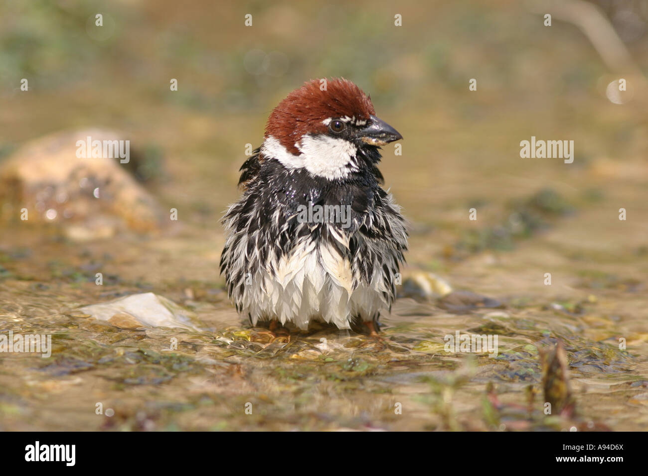 Linnet ,Cerduelis canabina, Spanish Sparrow , Passer hispaniolensis ...